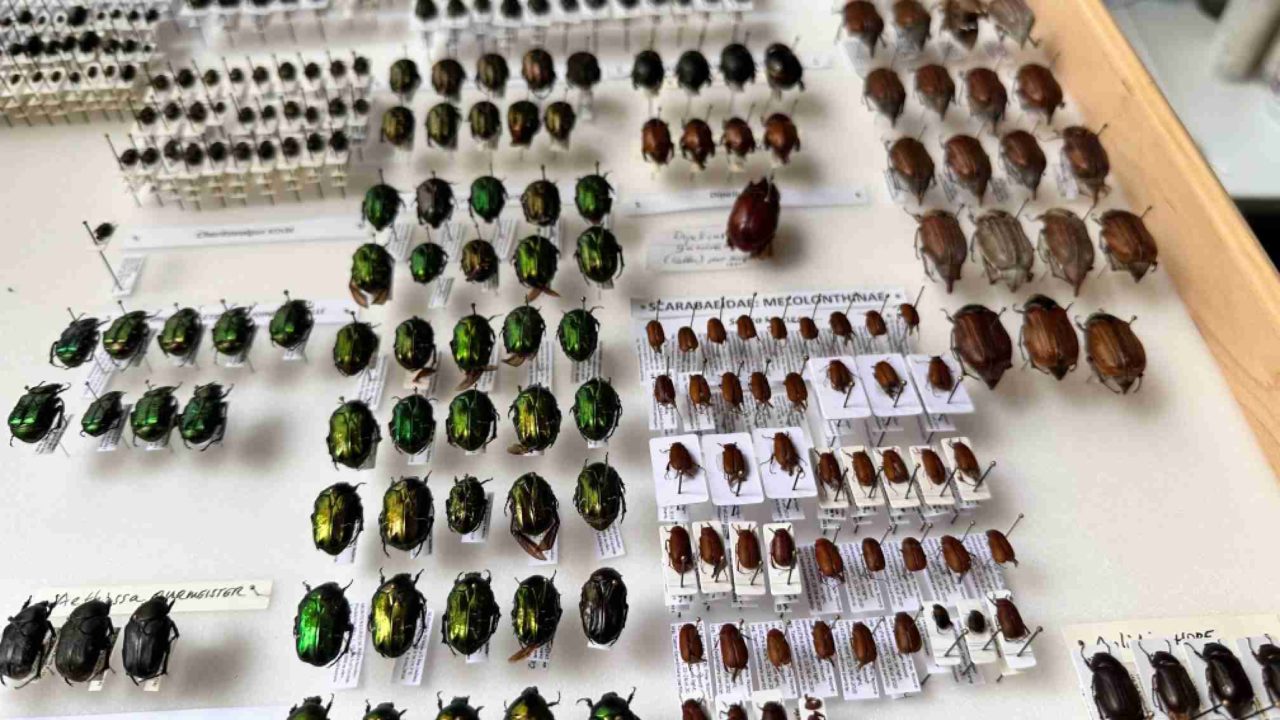 How to start your own beetle collection? - Taxon Expeditions